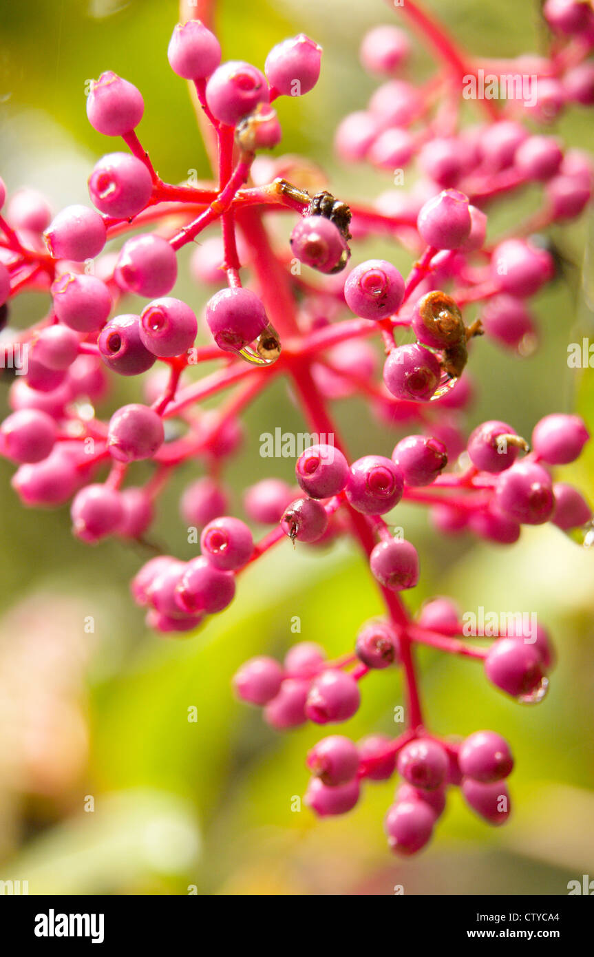 Agriculture berries berry biology hi-res stock photography and images ...