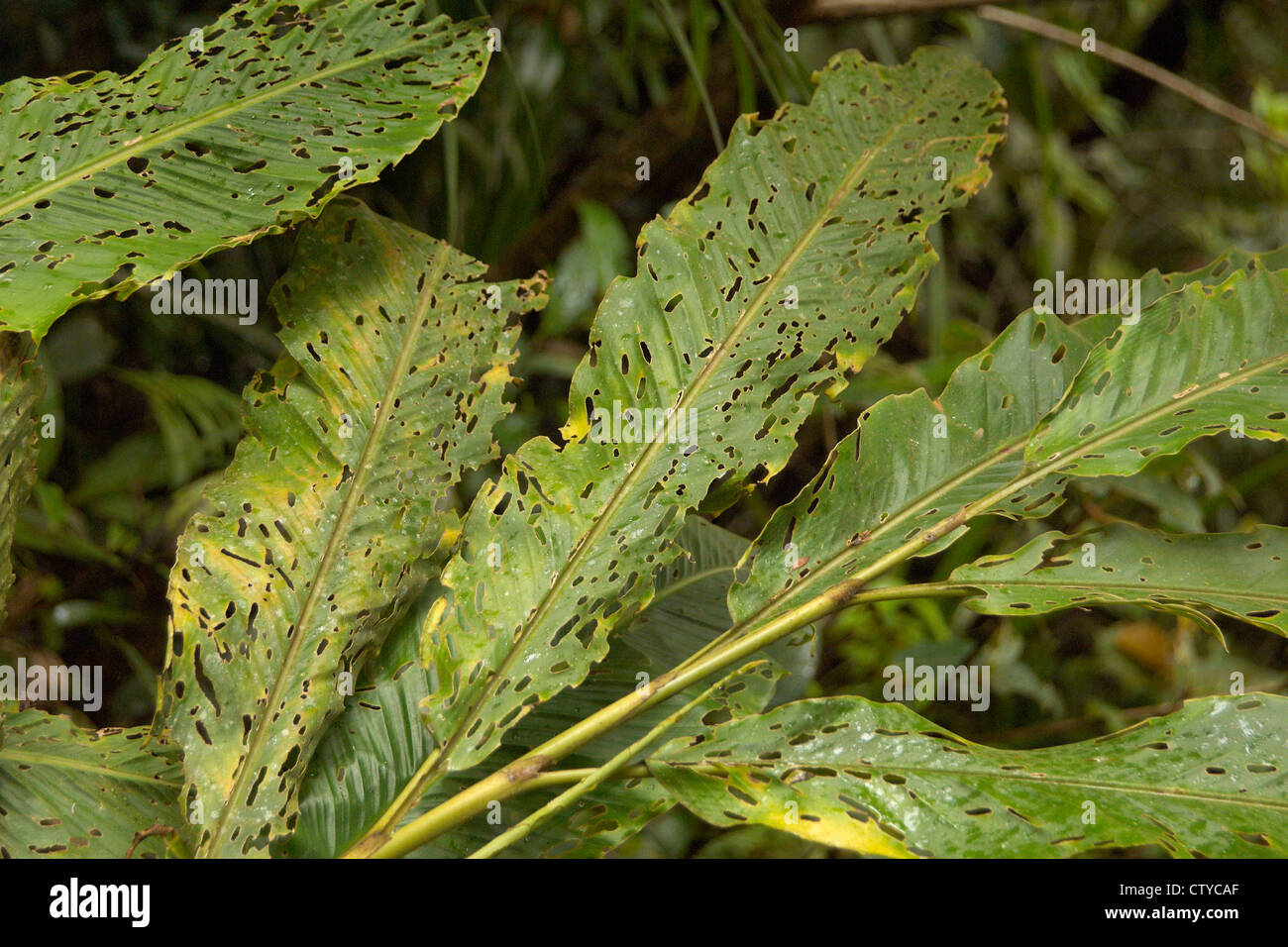 Pollution damaged leaf hi-res stock photography and images - Alamy