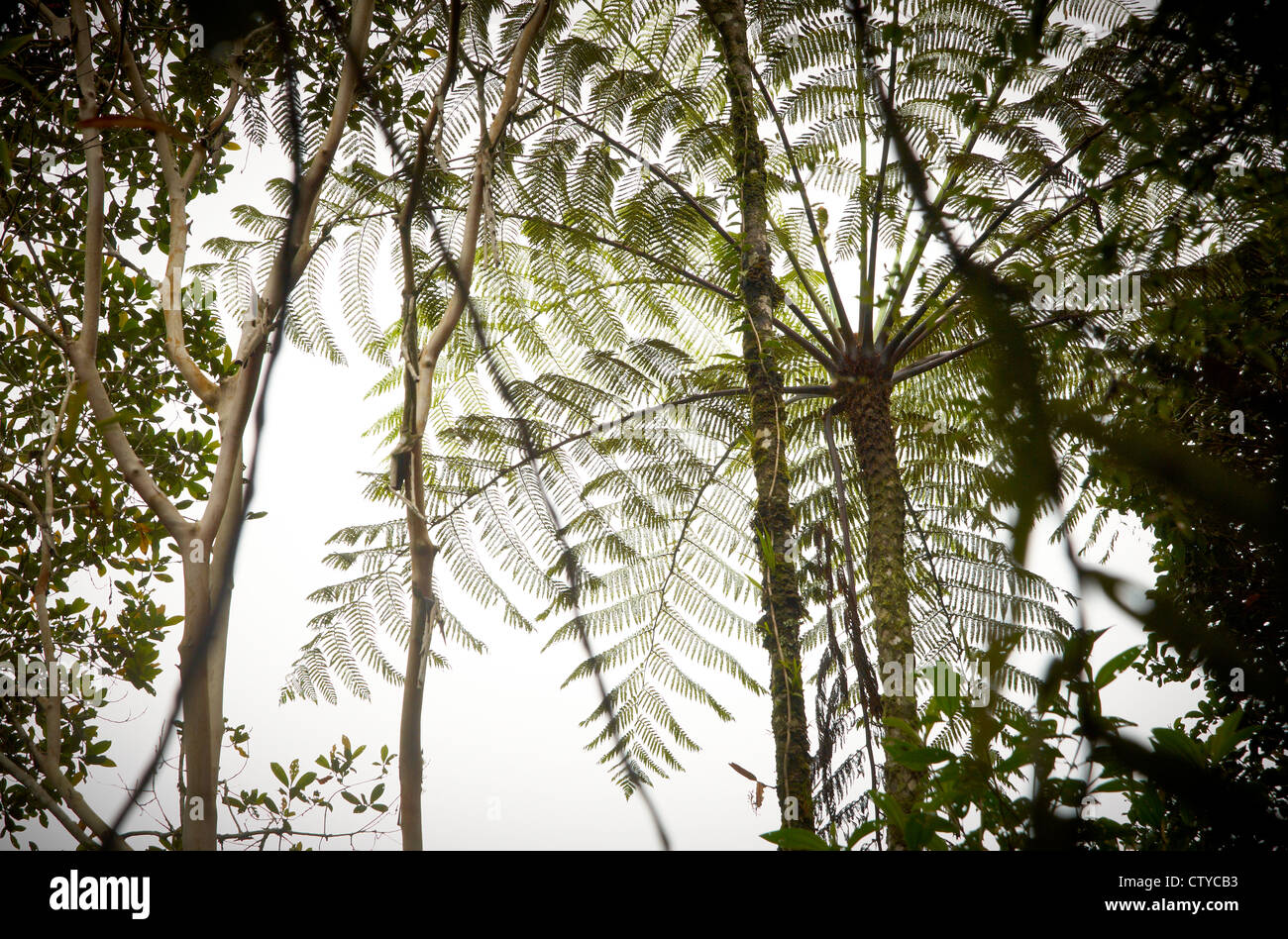 Palm fronds, rustling in the wind Stock Photo - Alamy