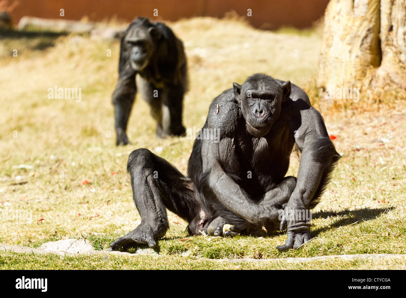 Two adult Chimpanzees native to west and Central Africa Stock Photo - Alamy