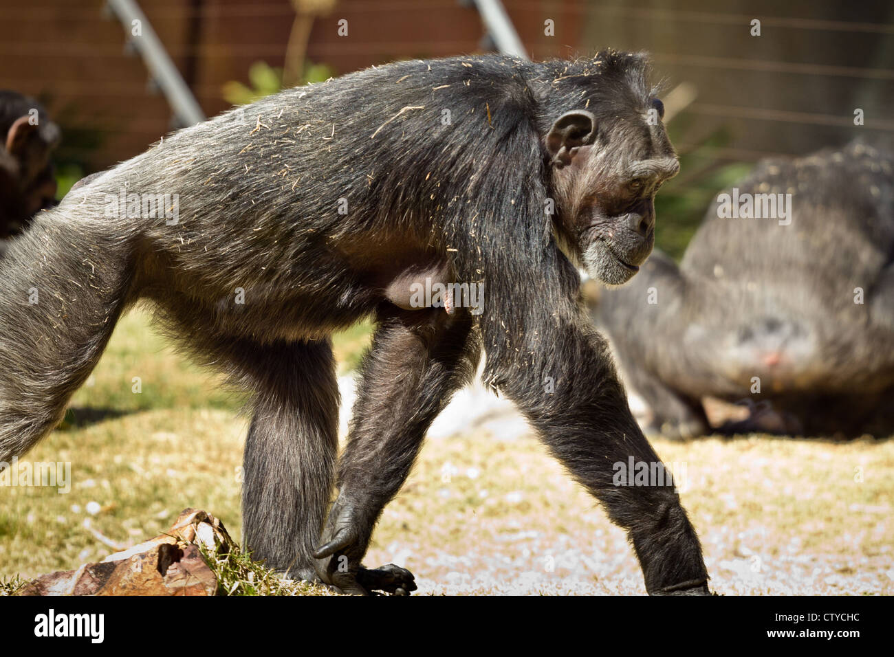 A female Chimpanzee walking around in a park Stock Photo - Alamy