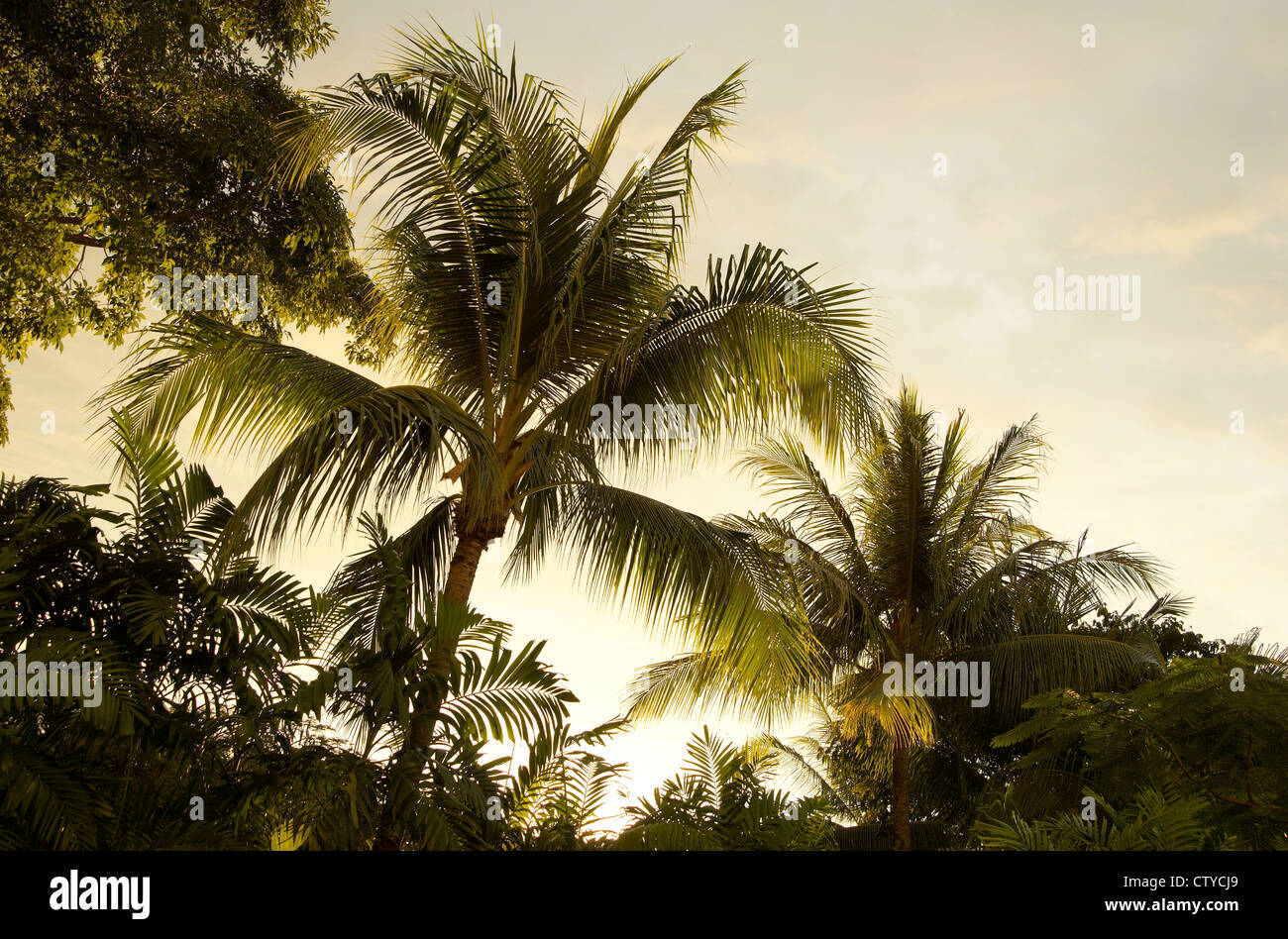 Palm fronds, rustling in the wind Stock Photo - Alamy