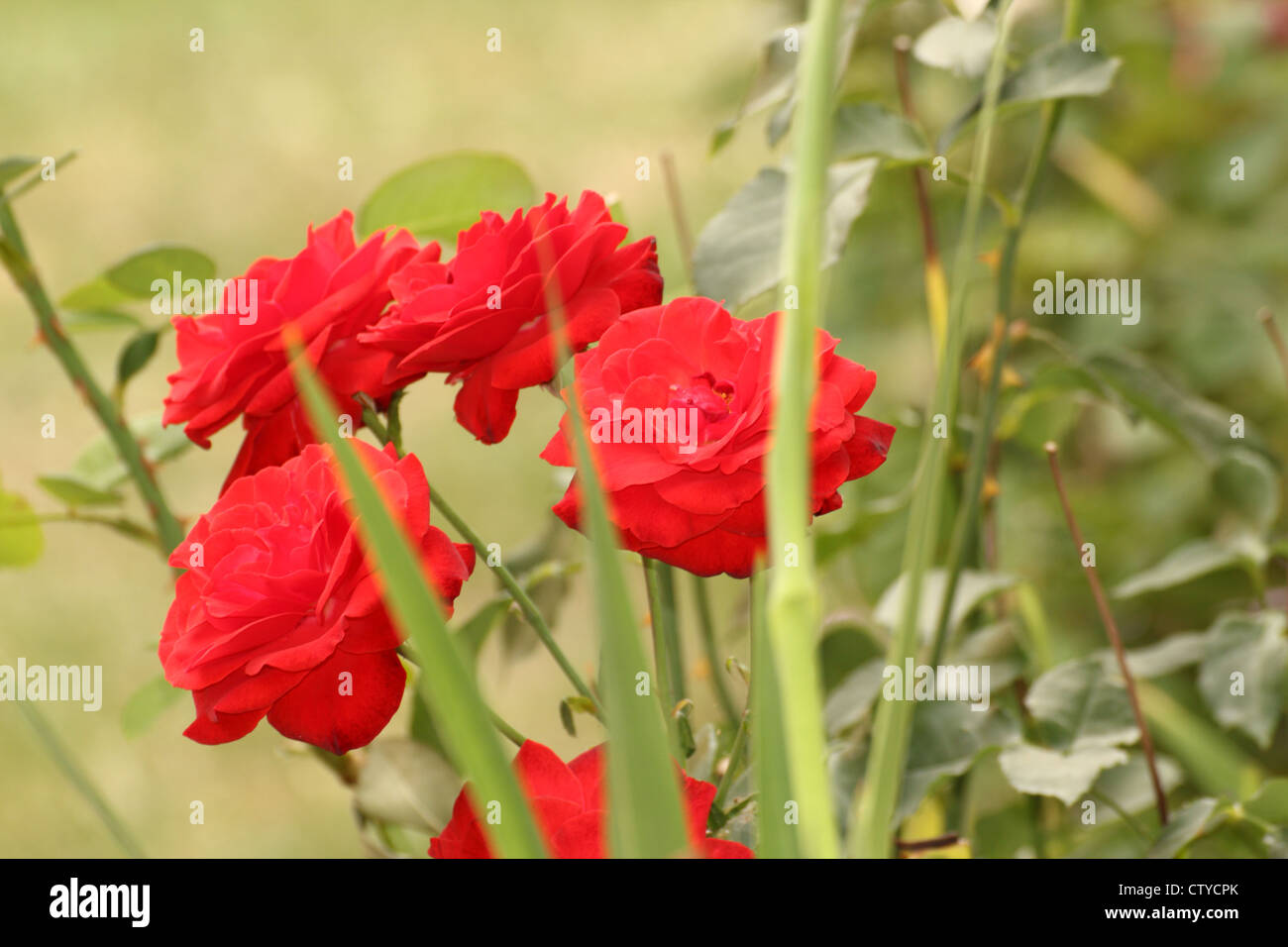 red roses in the garden with green background Stock Photo - Alamy