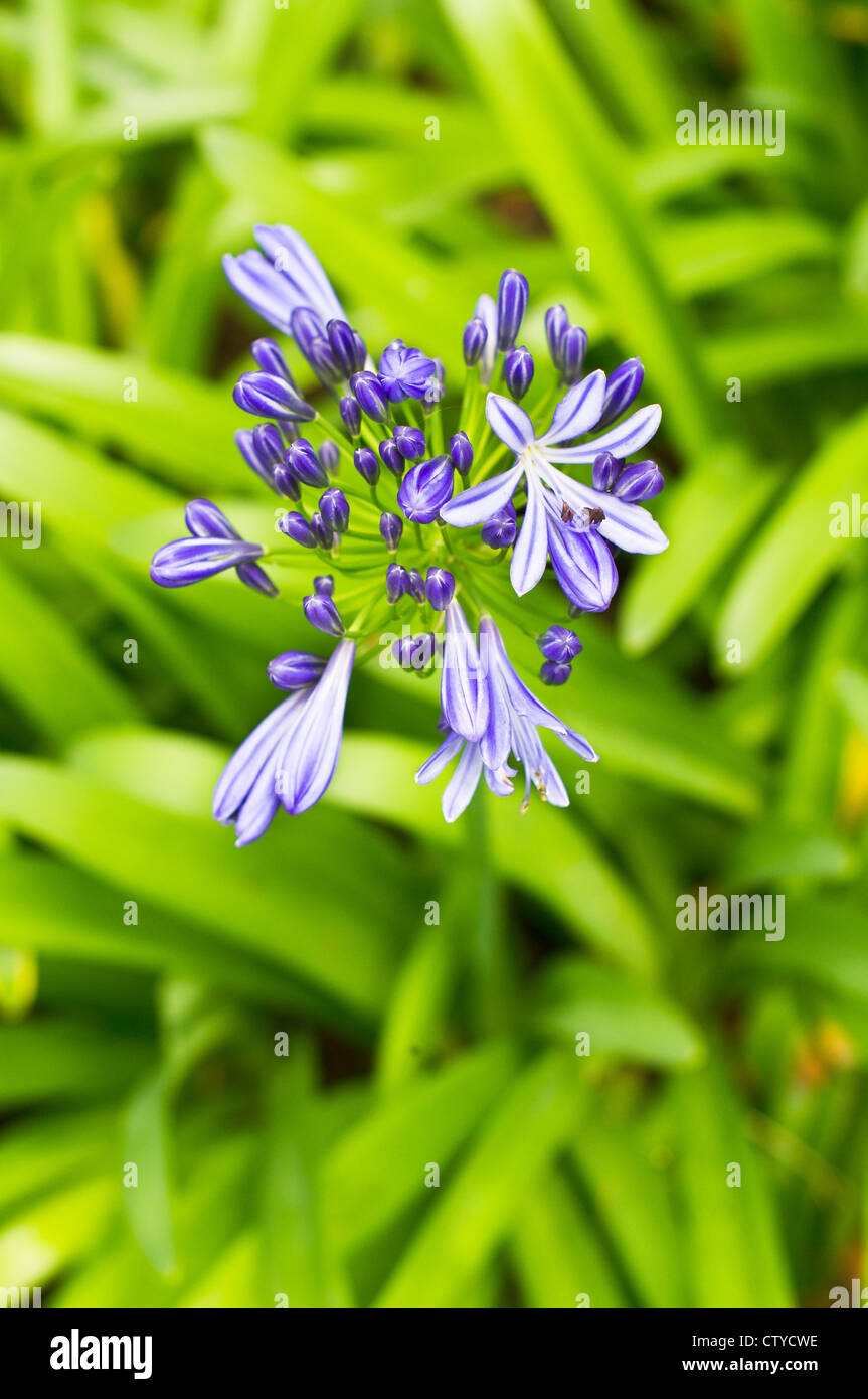 Agapanthus flowers or African Lily, scientific name is Agapanthus ...