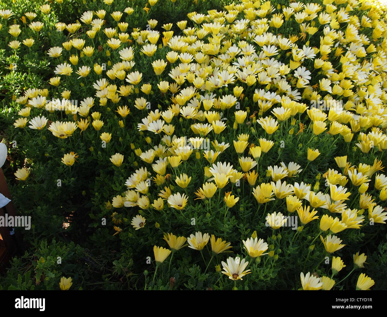 Nice yellow daisies Stock Photo - Alamy