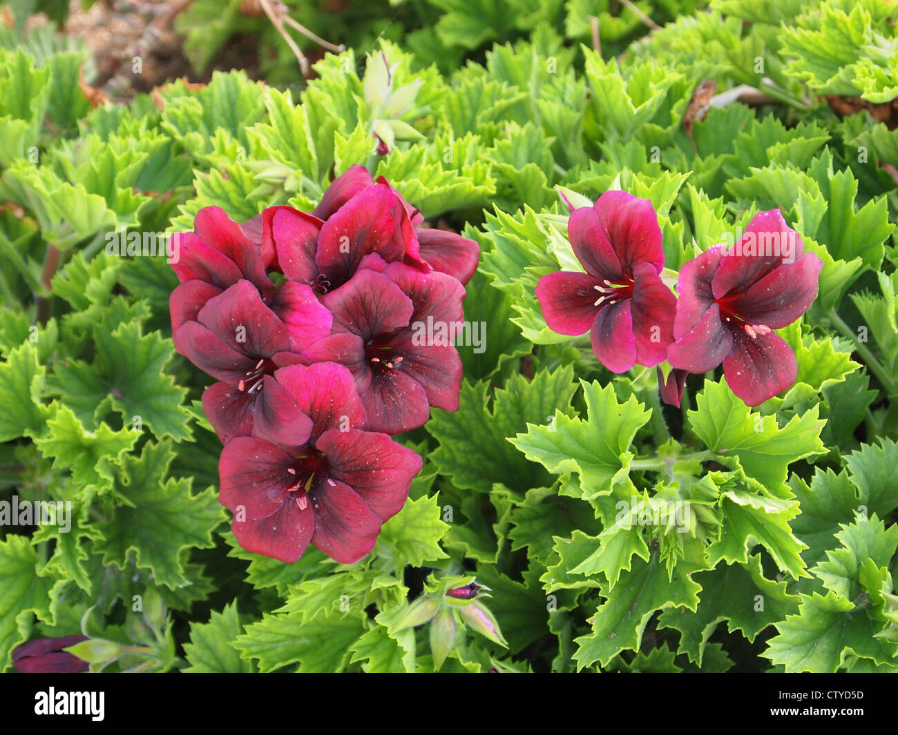 A velvet blossom Stock Photo - Alamy