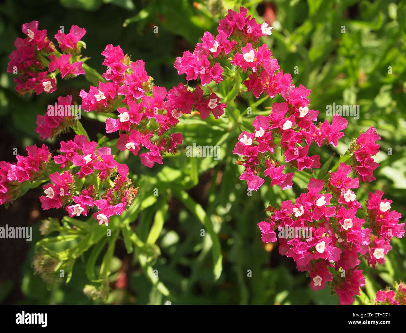 Pink blossoms cyprus hi-res stock photography and images - Alamy