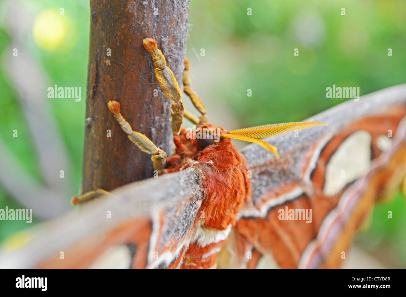 Moth legs hi-res stock photography and images - Alamy