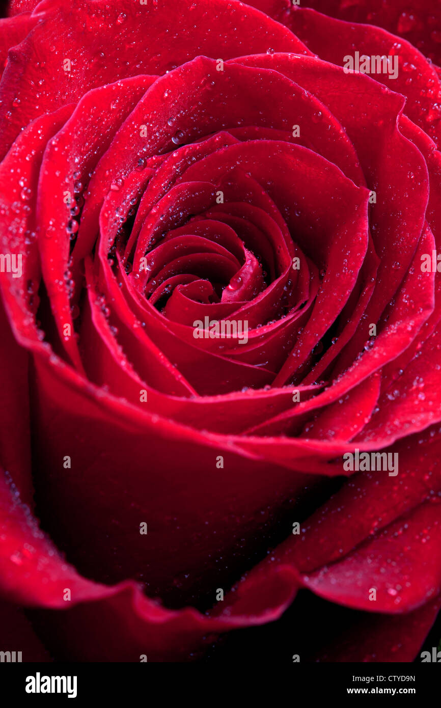 fresh big wet red rose close up Stock Photo - Alamy