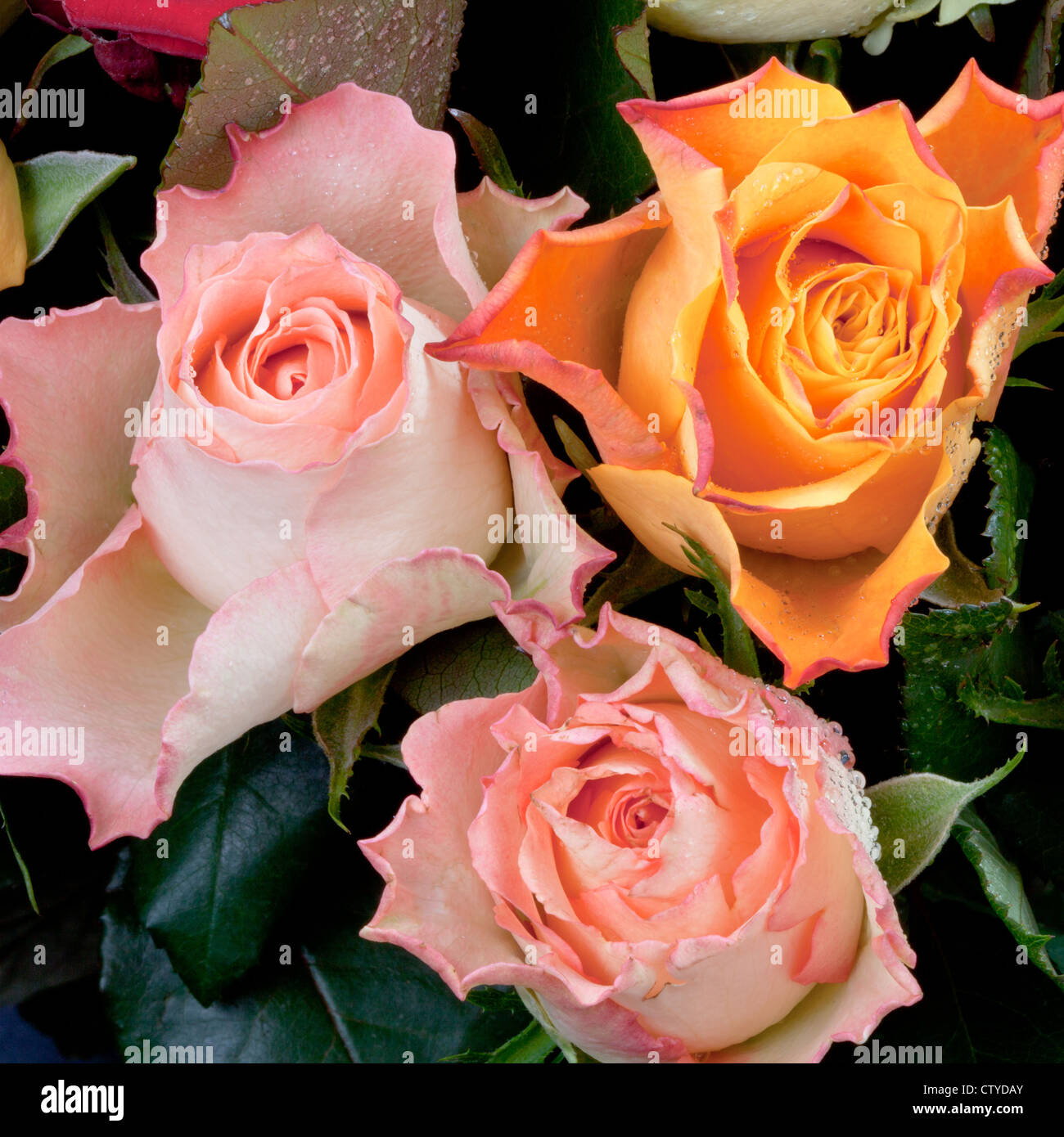 three fresh roses close up Stock Photo - Alamy
