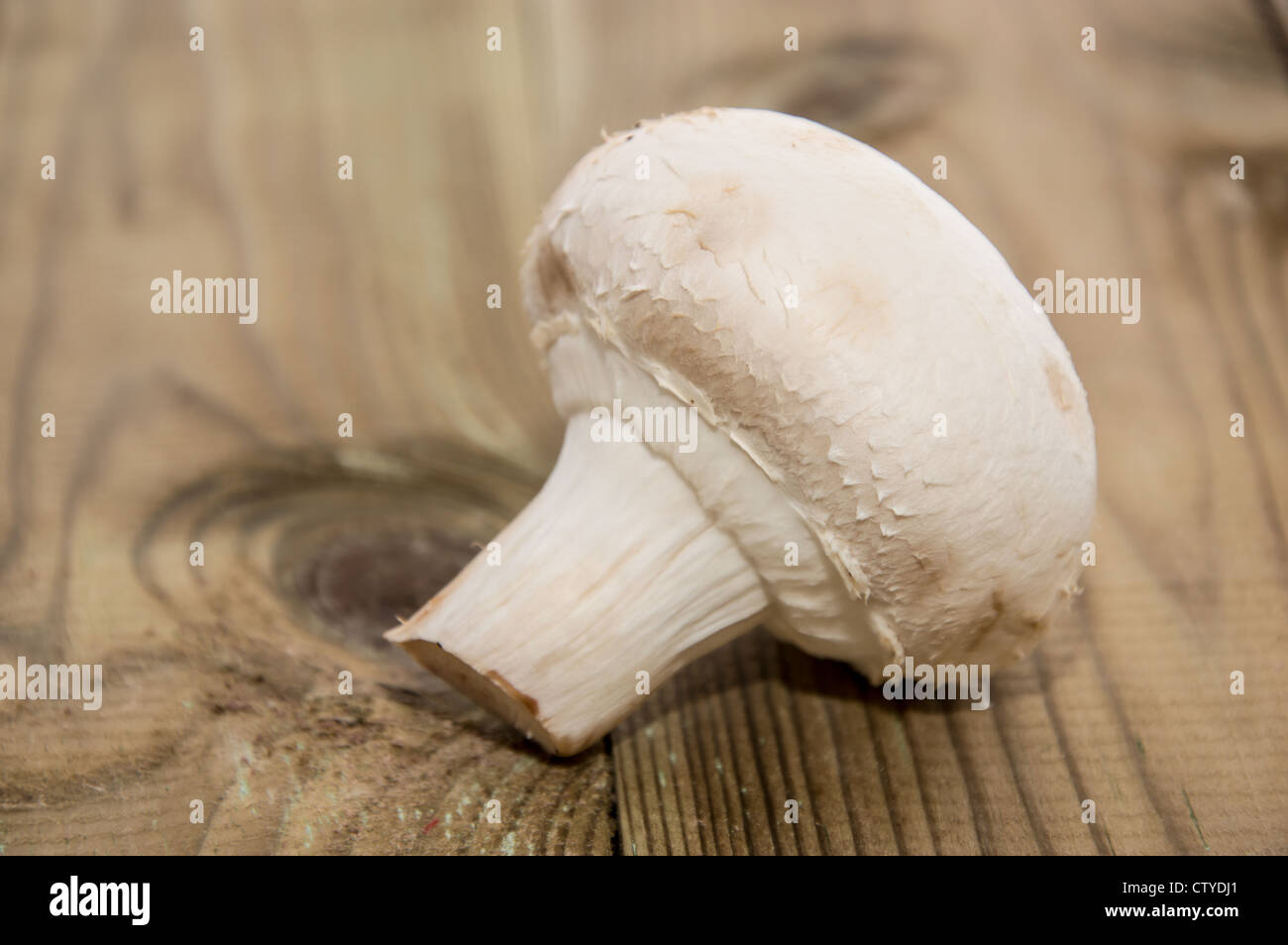 One single Mushroom on wooden backround Stock Photo - Alamy