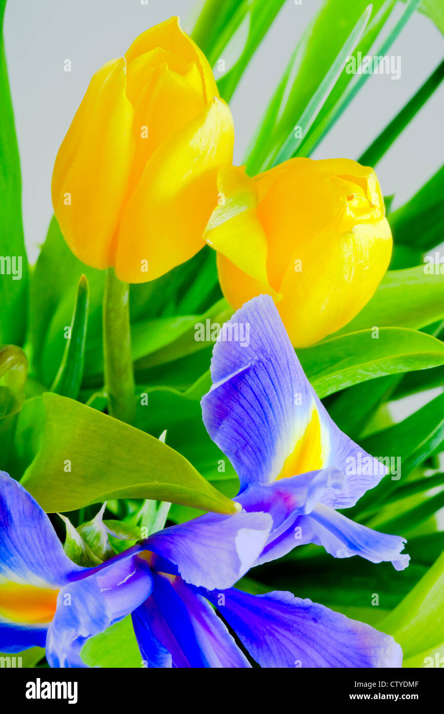 Bunch of iris hi-res stock photography and images - Alamy