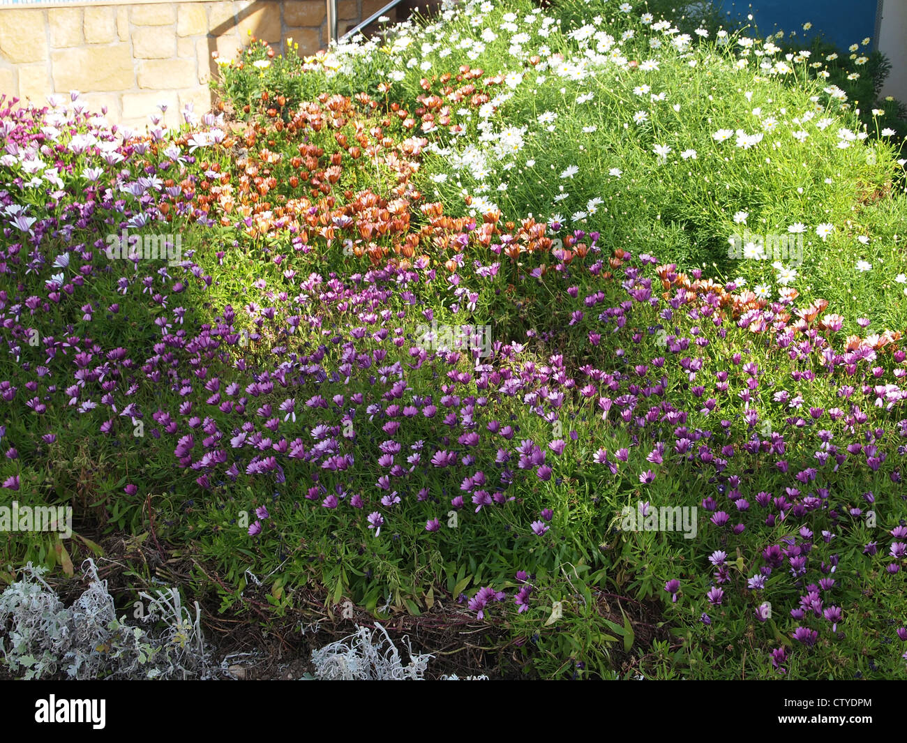 A colorful meadow Stock Photo - Alamy