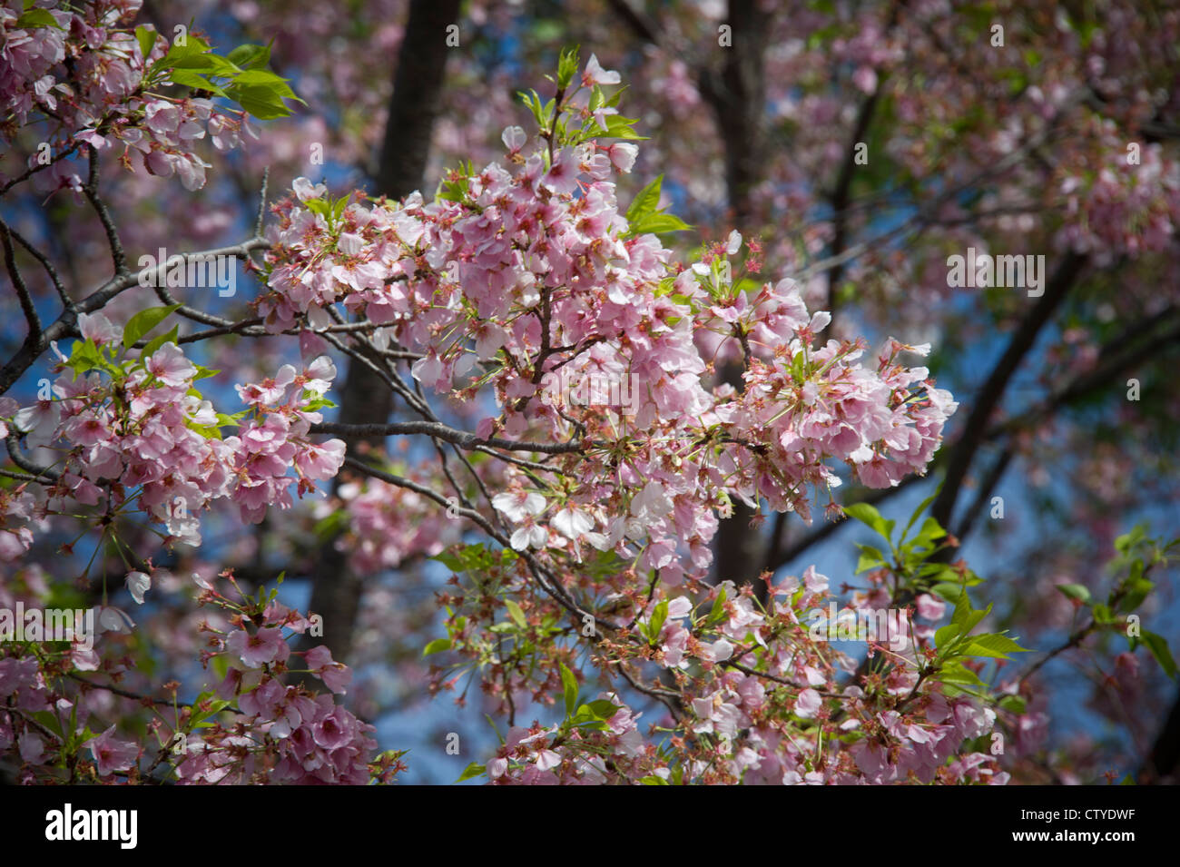 Cherry blossoms Washington, DC Stock Photo - Alamy