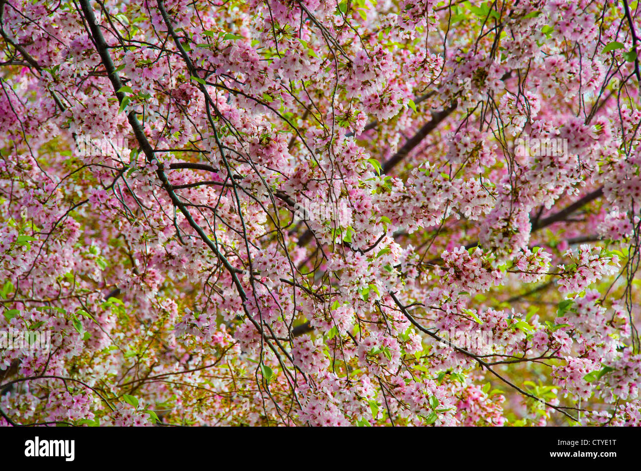 Cherry blossoms Washington, DC Stock Photo - Alamy