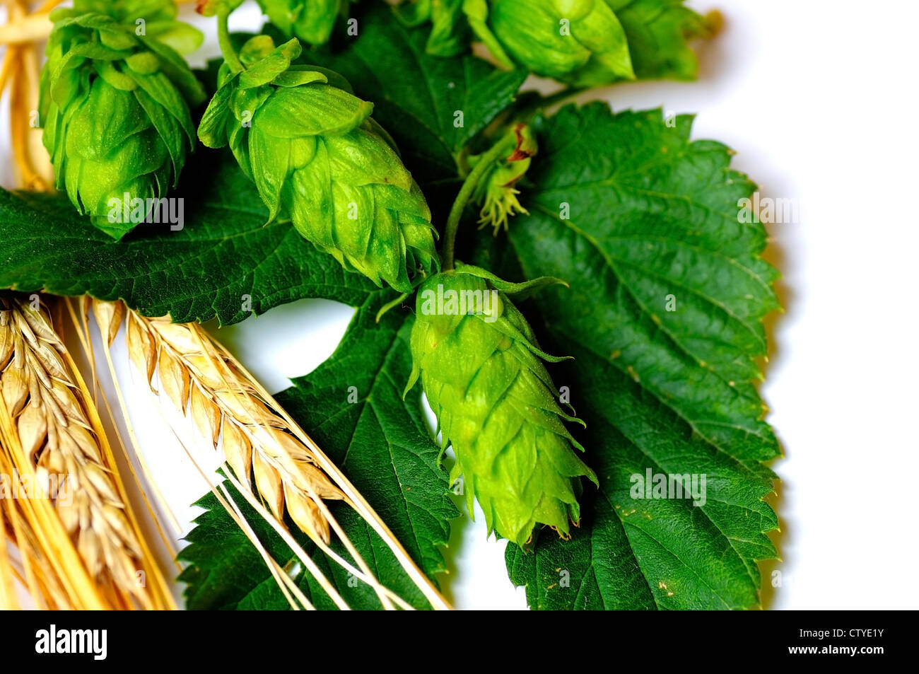 Hops and beer hi-res stock photography and images - Alamy