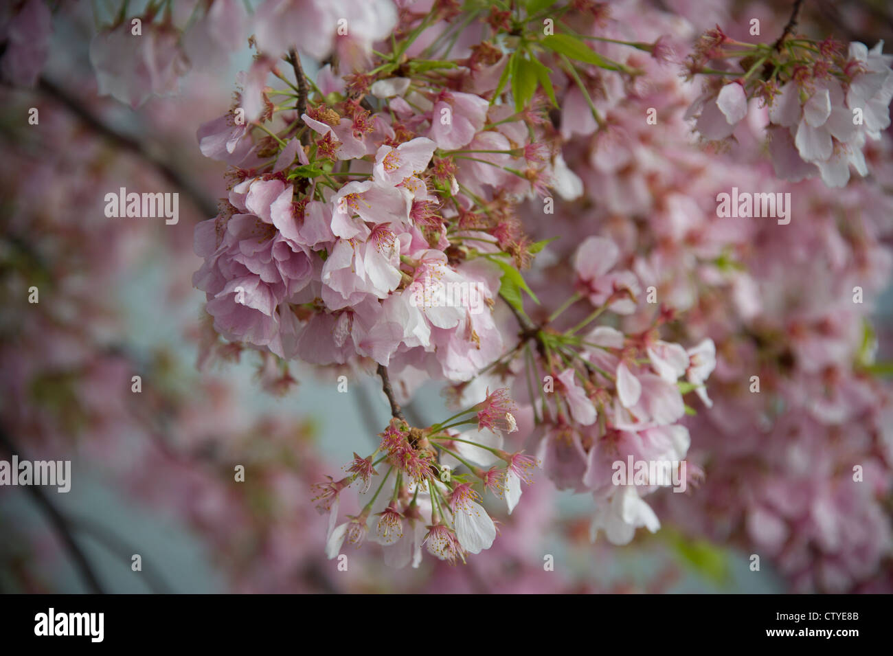 Cherry blossoms Washington, DC Stock Photo - Alamy