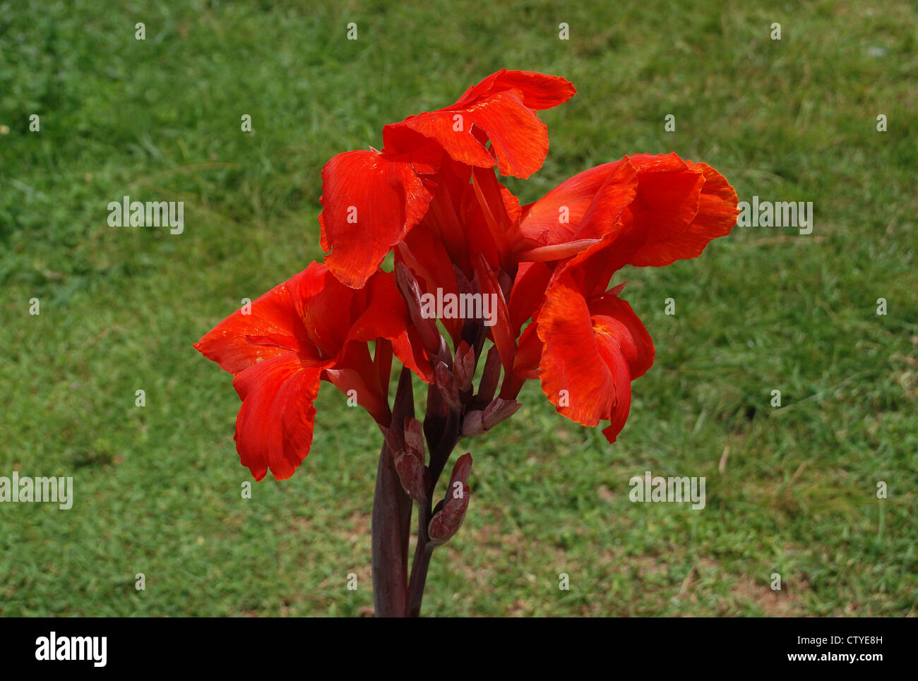 red flower Stock Photo - Alamy