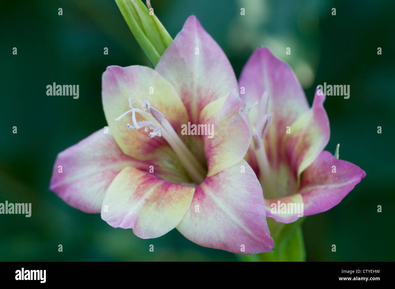Gladiolus pink yellow petals hi-res stock photography and images - Alamy