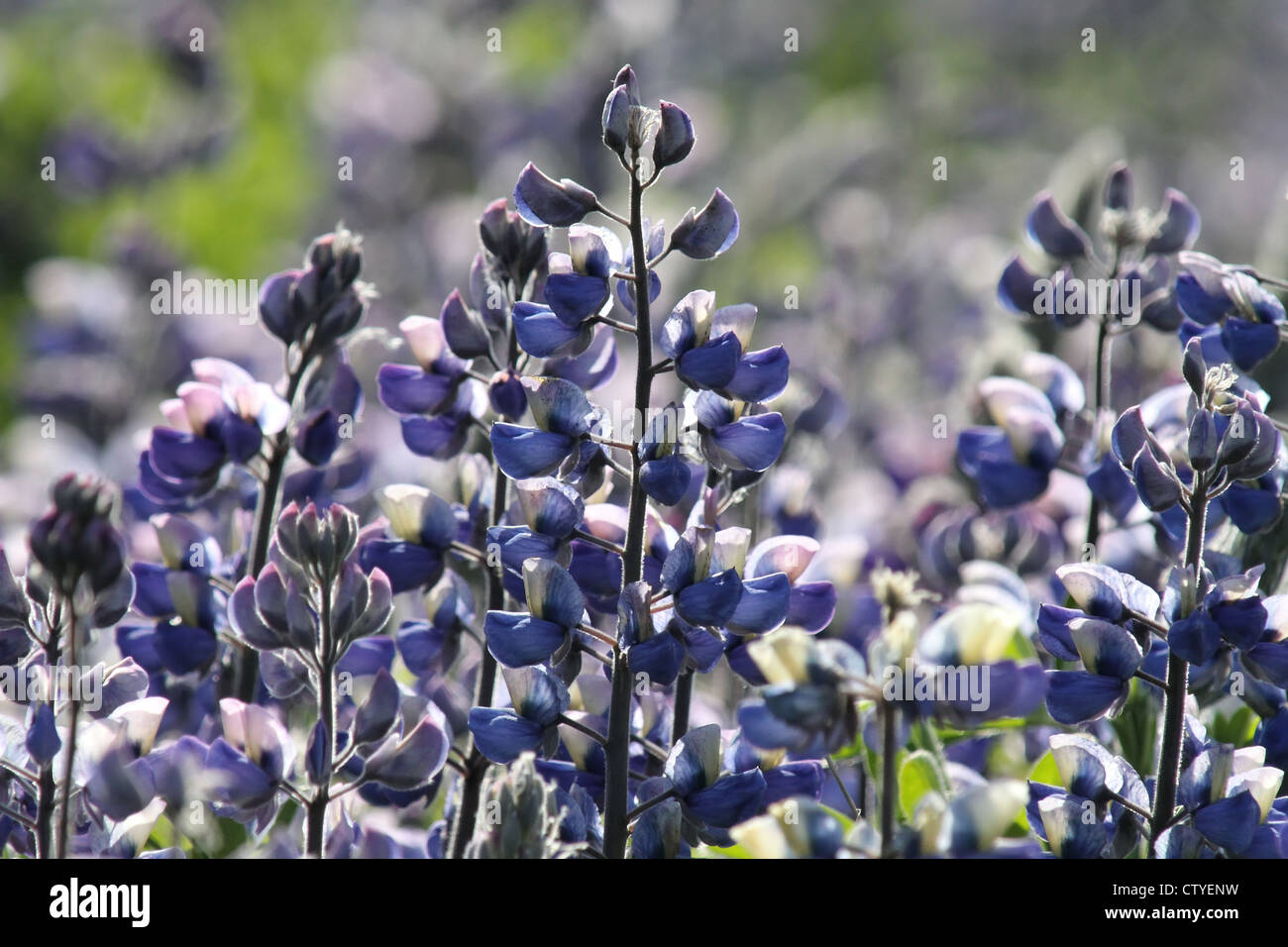 Nootka lupin flowers (Lupinus nootkatensis). This plant was introduced ...