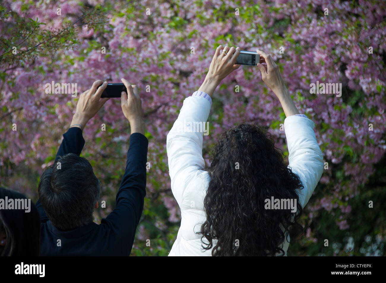 Girls photographing cherry blossoms Washington, DC Stock Photo - Alamy