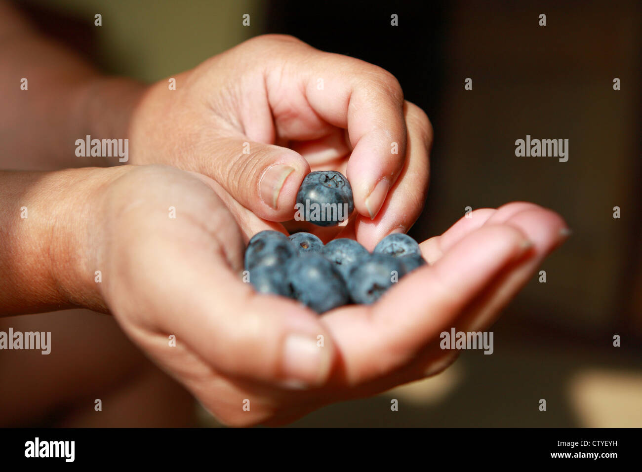 hands holding blueberries Stock Photo - Alamy
