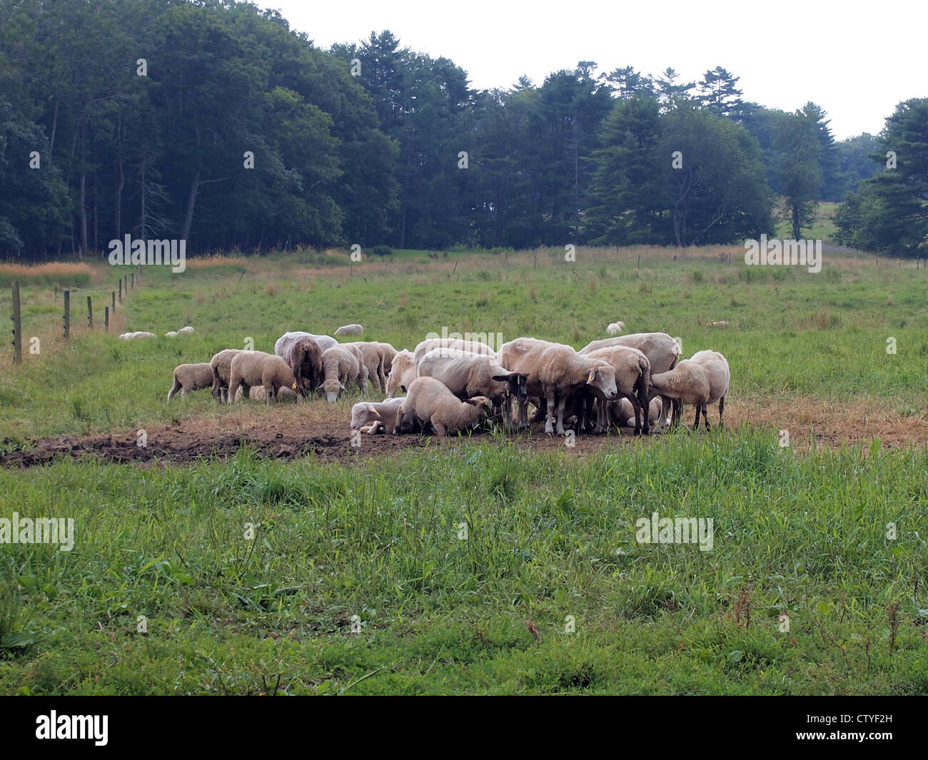 Sheep huddle hi-res stock photography and images - Alamy