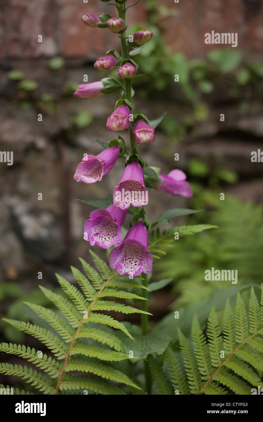 Native foxglove (Digitalis purpurea), grown amongst ornamental ...