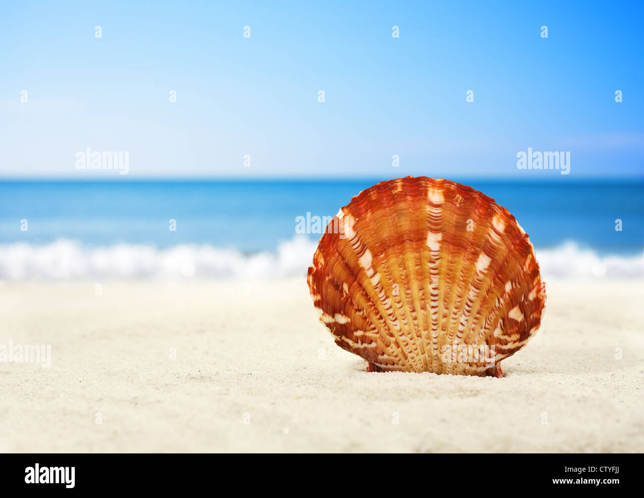 Sea shell on the beach Stock Photo - Alamy