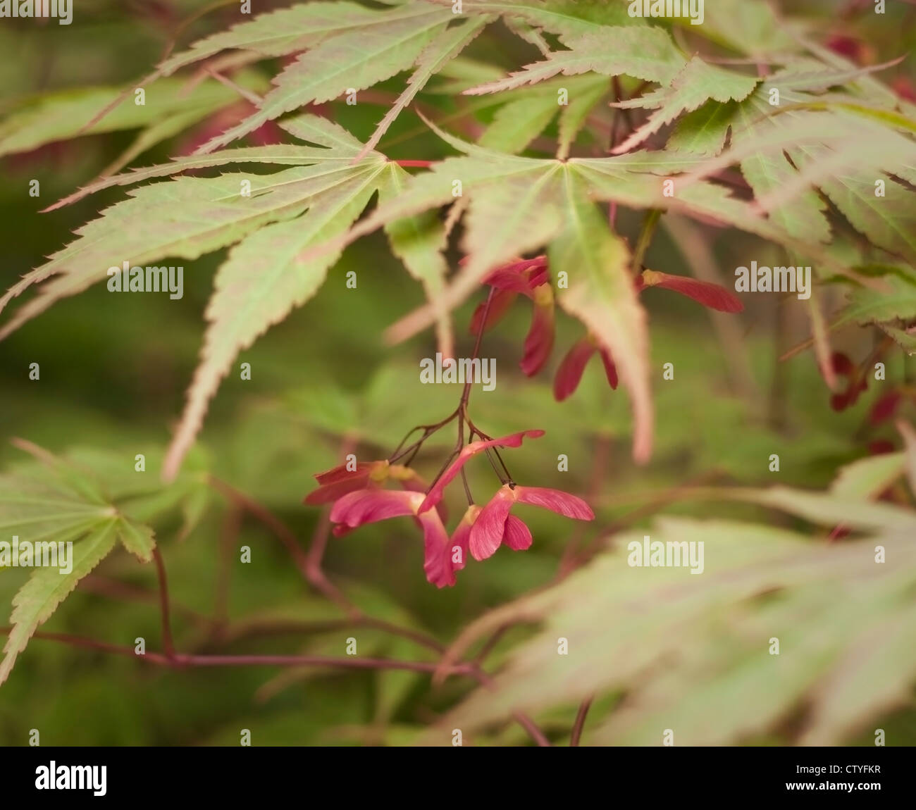 Acer palmatum 'Katsura' (Japanese Maple) specimen tree with vivid ...