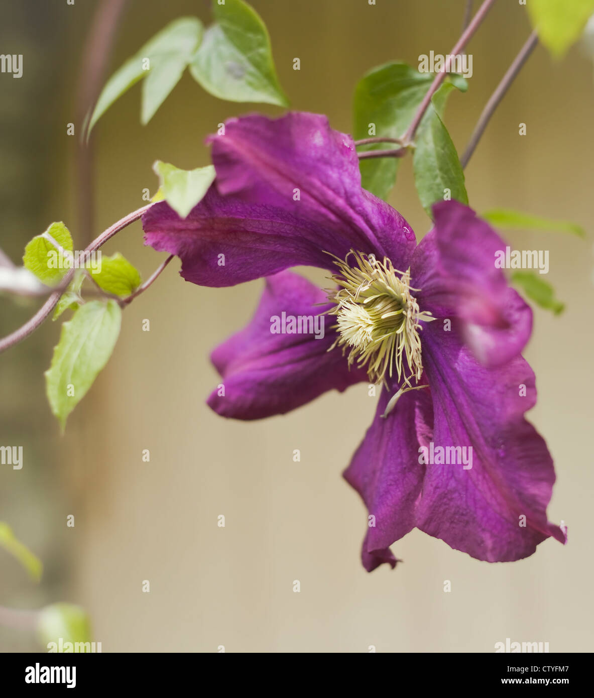 Clematis etoile violette hi-res stock photography and images - Alamy