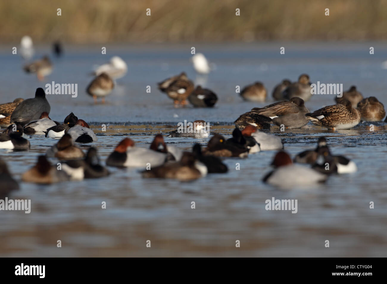Smew duck uk hi-res stock photography and images - Alamy