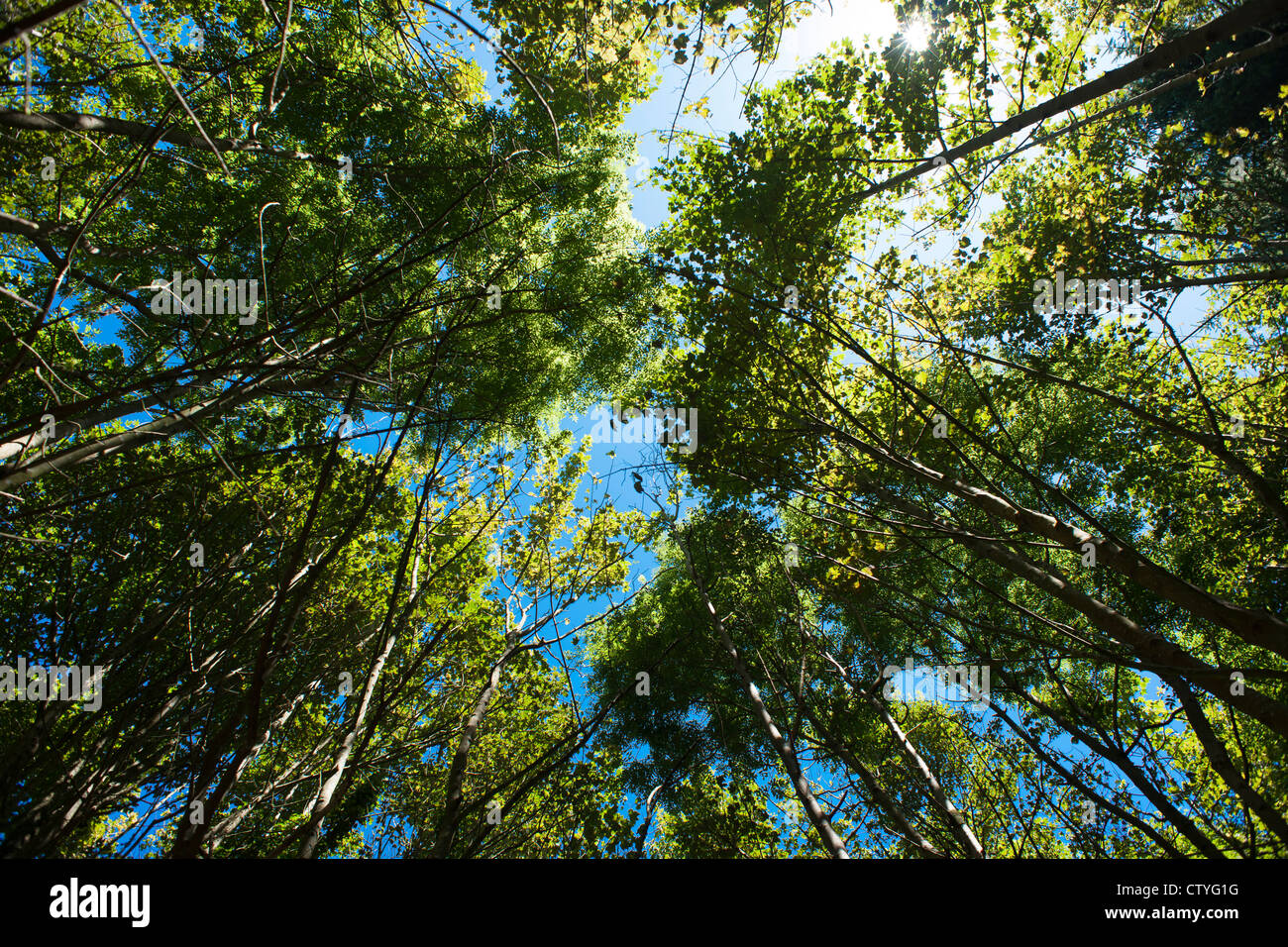 Looking at the sun through the tree canopy hi-res stock photography and ...