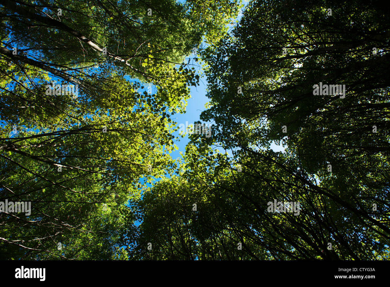 Tree canopy on Caldey Island, near Tenby, Pembrokeshire, Wales Stock ...