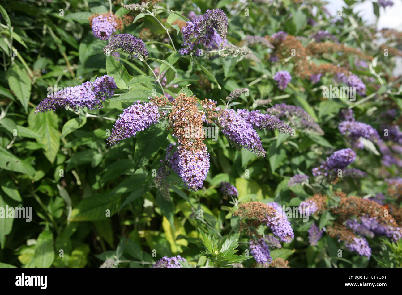 Buddleia Leaves High Resolution Stock Photography and Images - Alamy