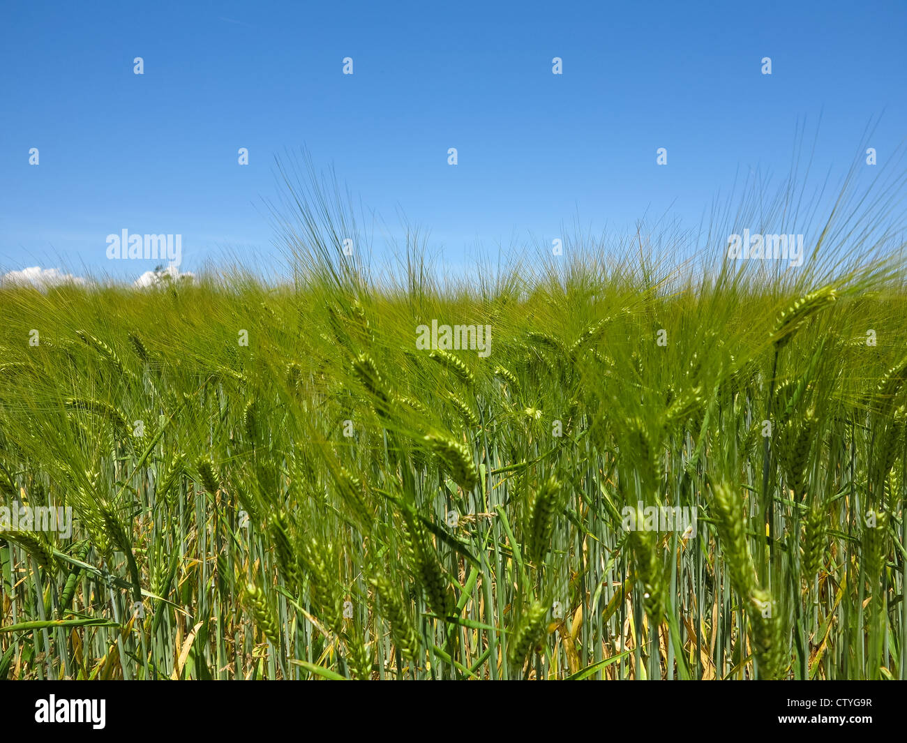 Barley grass hi-res stock photography and images - Alamy