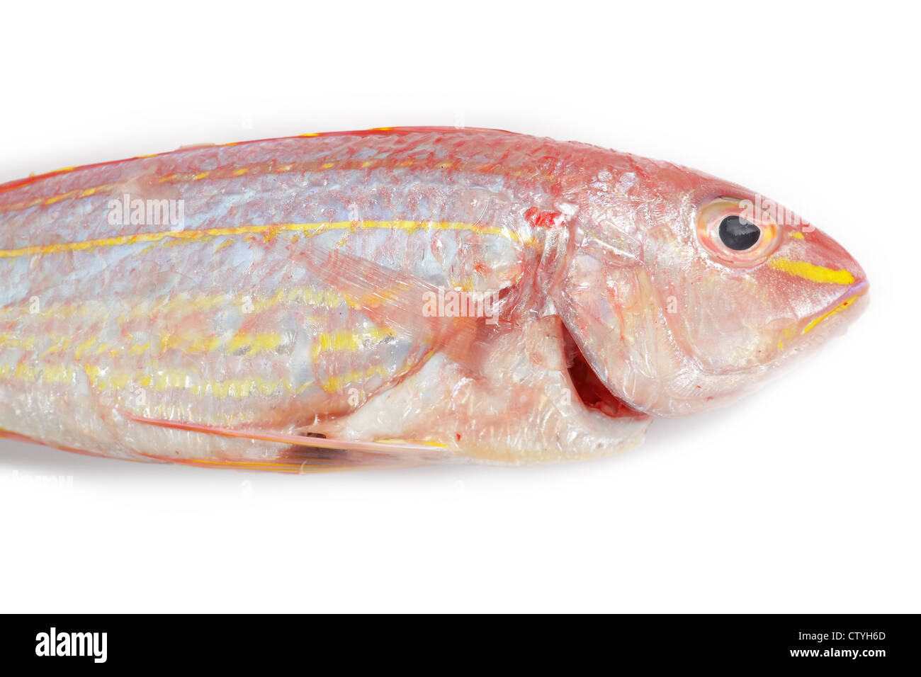 Red snapper fish isolated on white background Stock Photo - Alamy