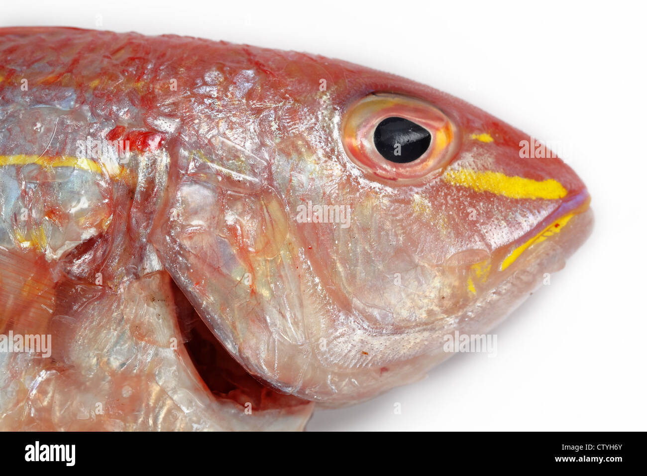 Red snapper fish isolated on white background Stock Photo - Alamy