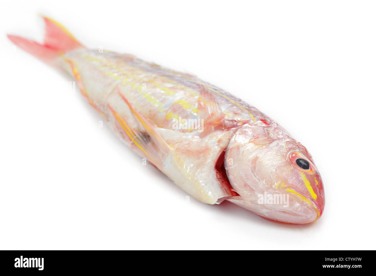 Close up red snapper Cut Out Stock Images & Pictures - Alamy