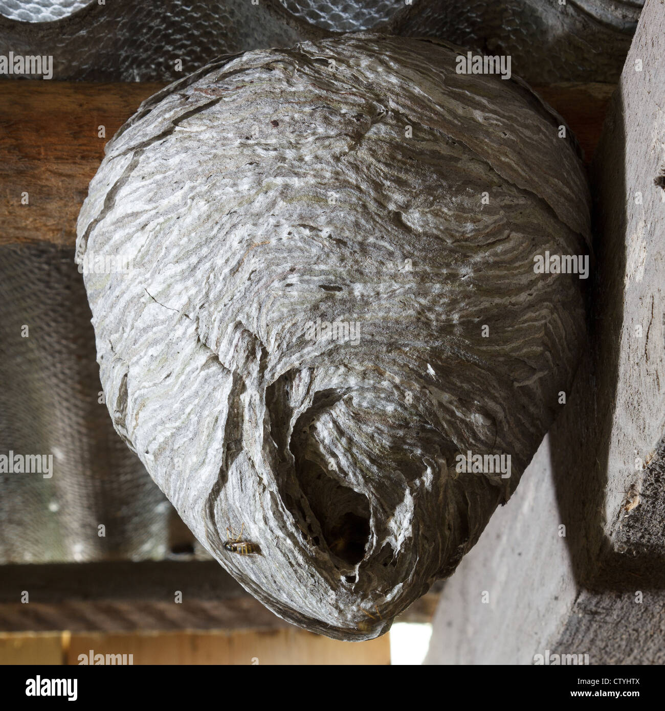 Wasps nest hanging from the roof Stock Photo - Alamy