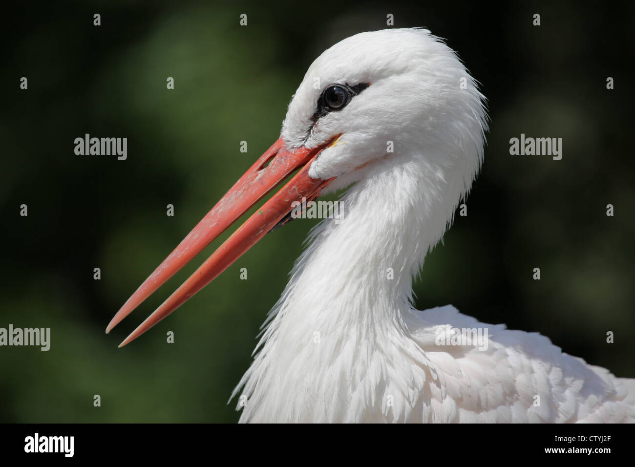 White stork with red beak Stock Photo - Alamy