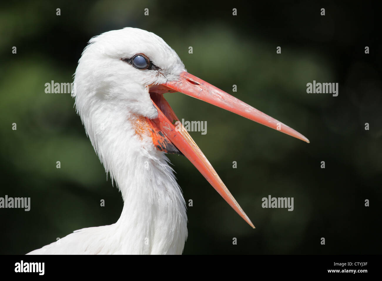 Egret with open beak hi-res stock photography and images - Alamy