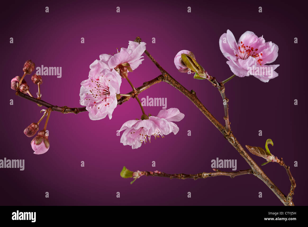 Flowering Plum High Resolution Stock Photography and Images - Alamy