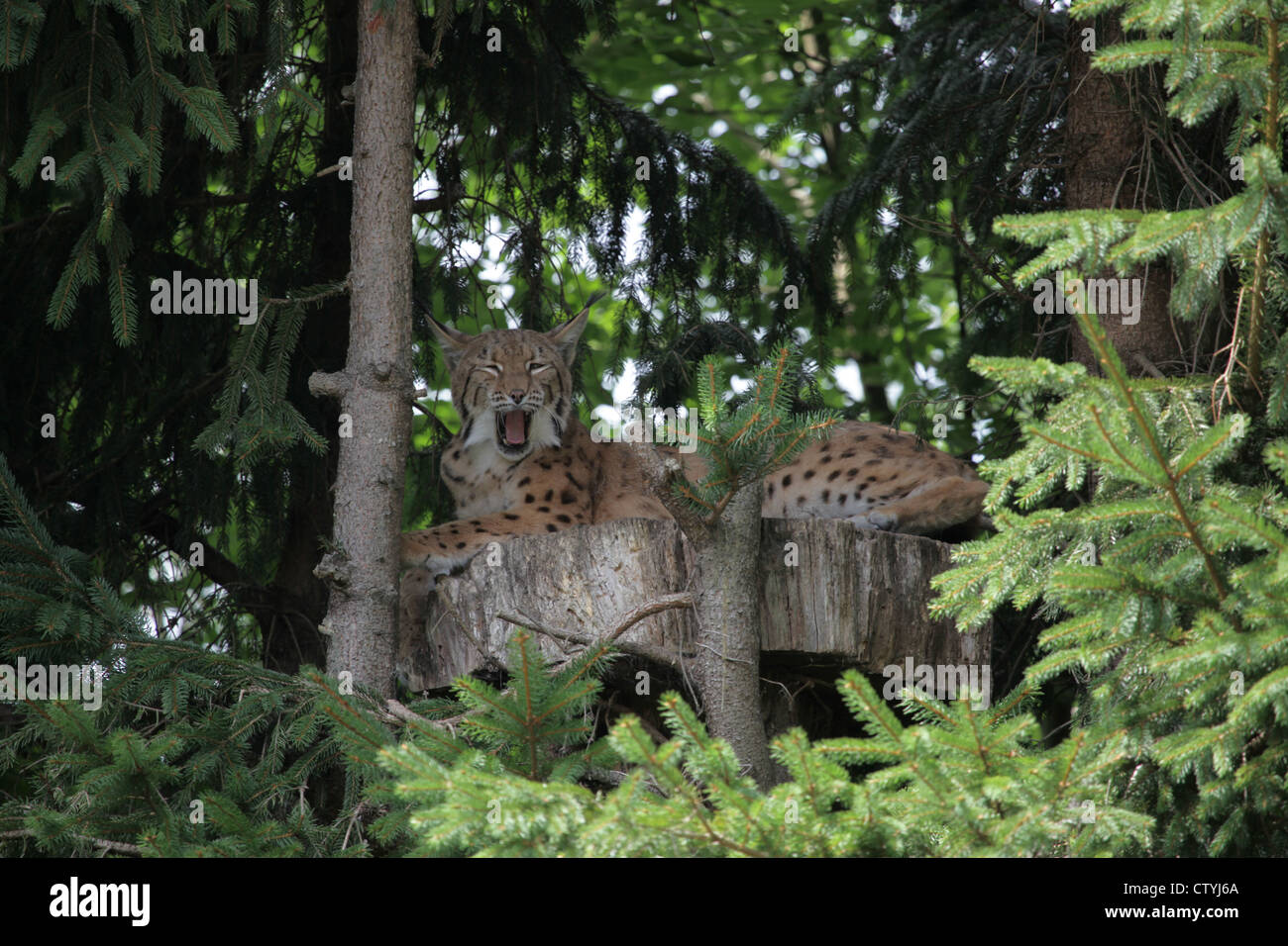 Lynx showing his sharp teeth Stock Photo - Alamy