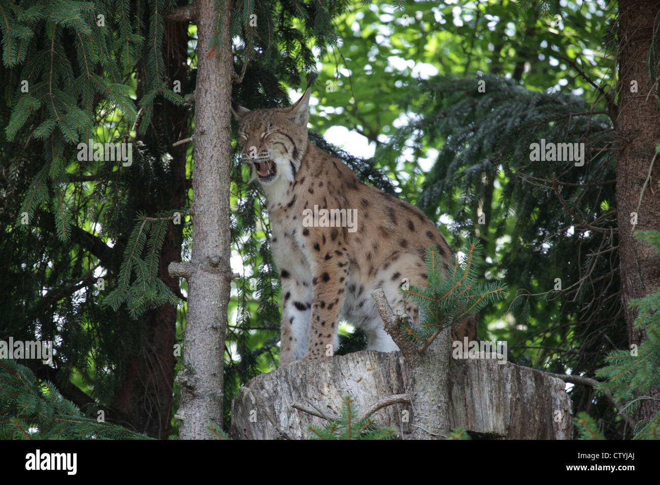 Lynx showing his sharp teeth Stock Photo - Alamy