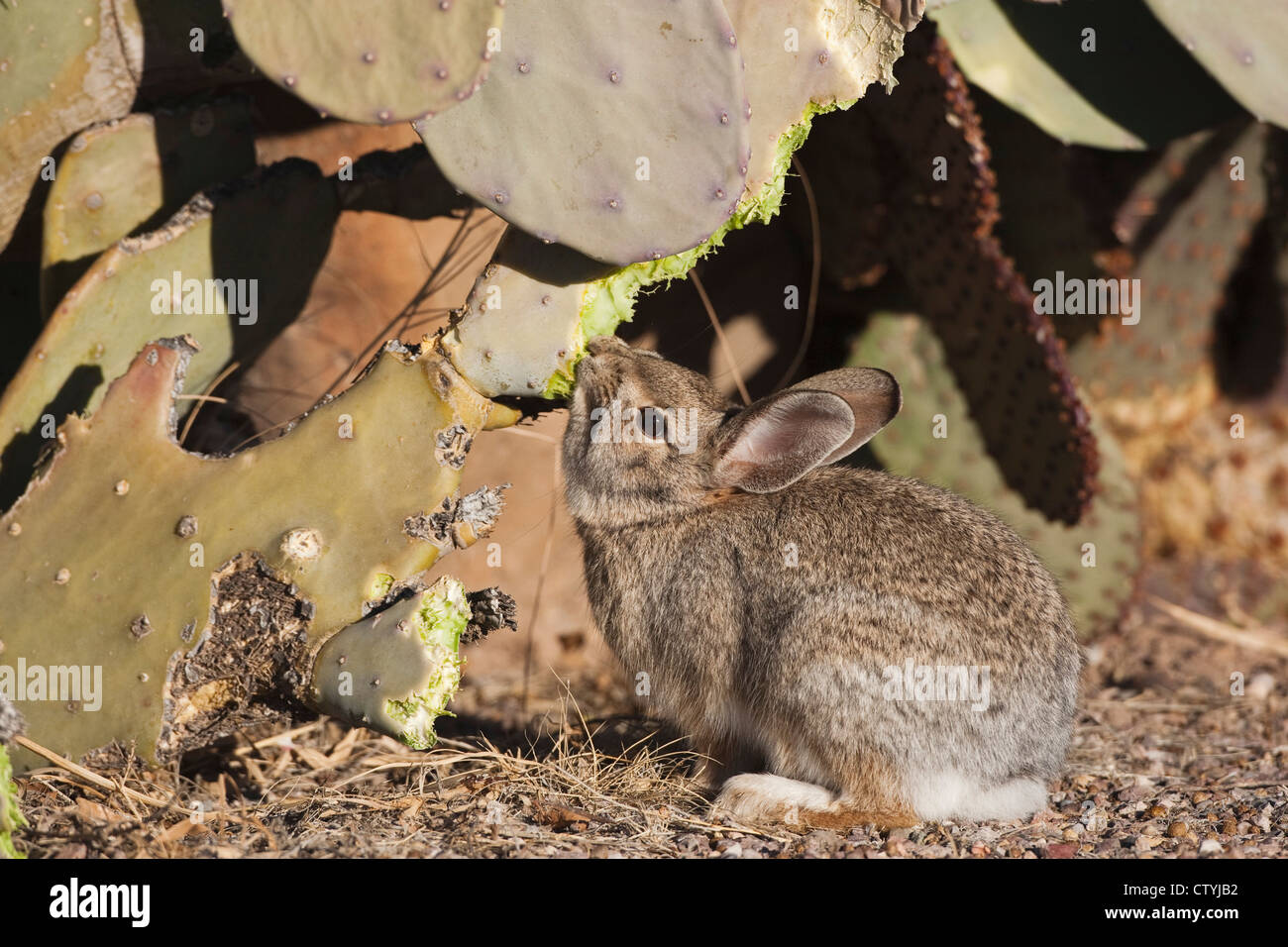Desert Cottontail (Sylvilagus audubonii) eating cacti, Bosque del ...