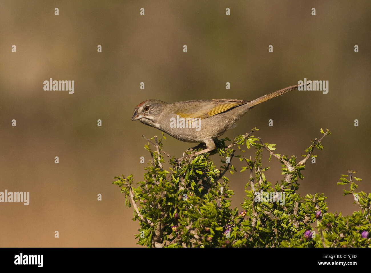 Green-tailed Towhee (Pipilo chlorurus) adult perched on shrub, Starr ...