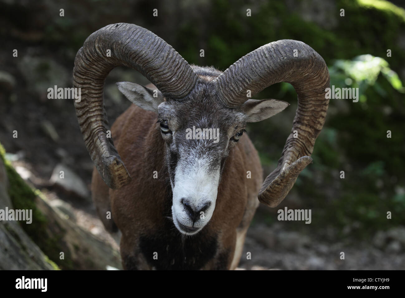 Ram eye hi-res stock photography and images - Alamy
