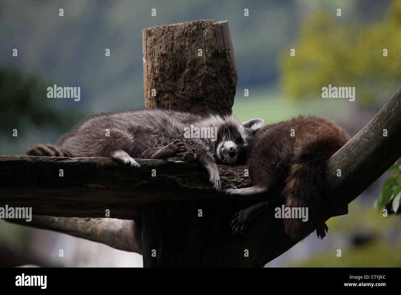 Cute coon sleeping in tree Stock Photo - Alamy