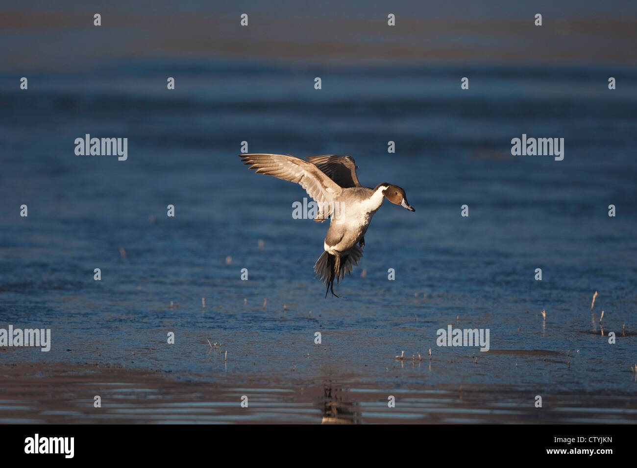 Northern Pintail (Anas acuta) adult male landing, Bosque del Apache ...